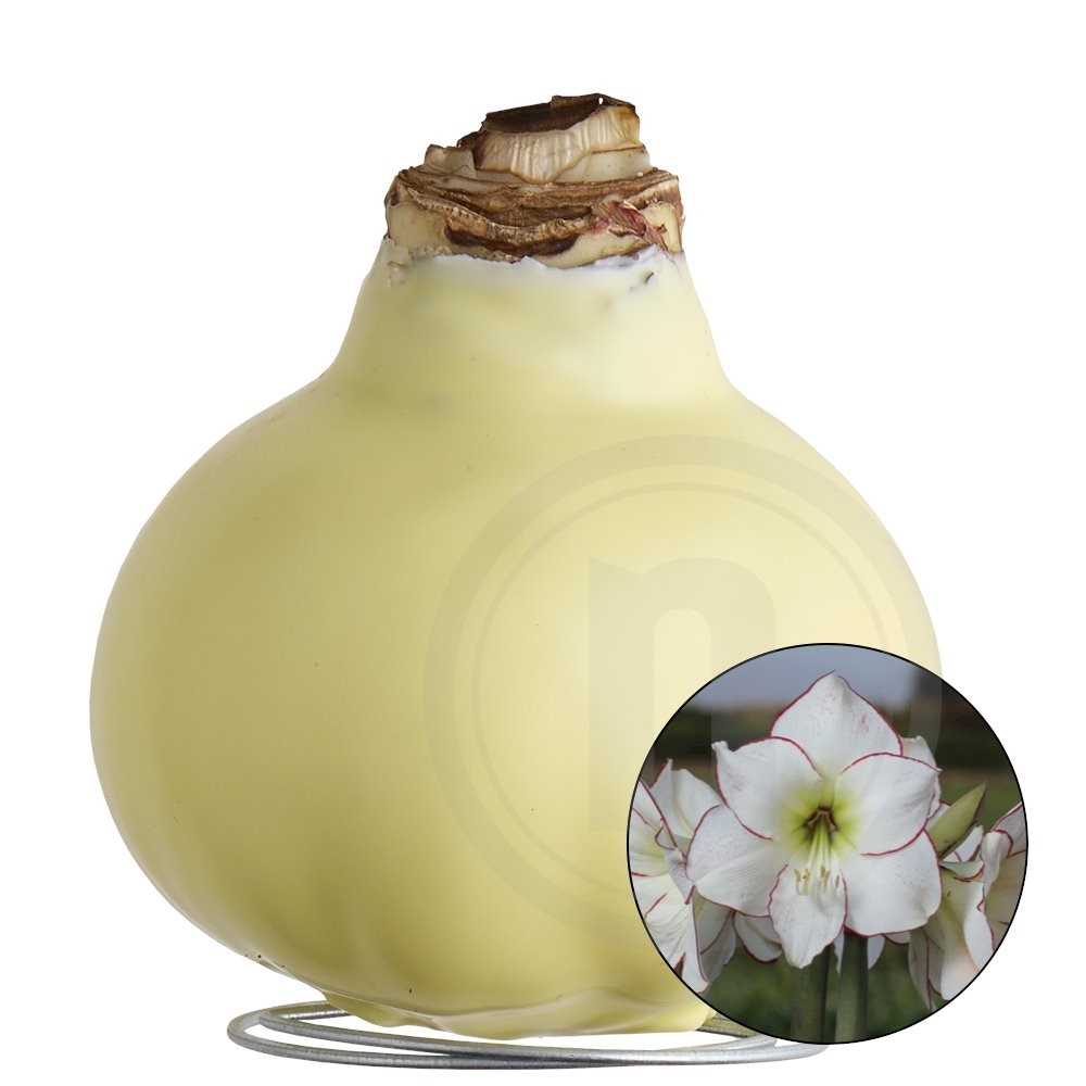 Amaryllis-løg m/voks – Leveret med nemlig.com