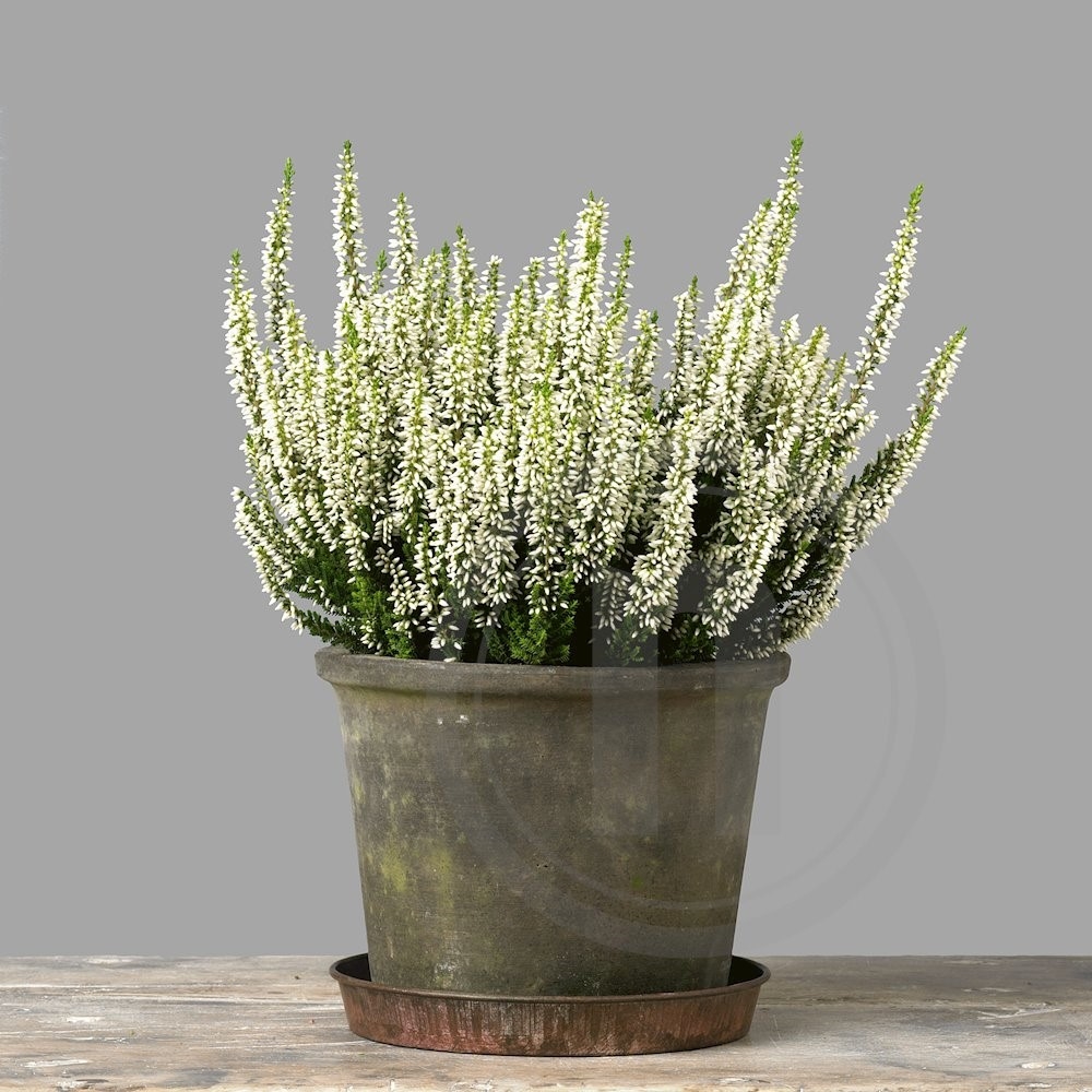 Calluna lyng hvid – Leveret med nemlig.com