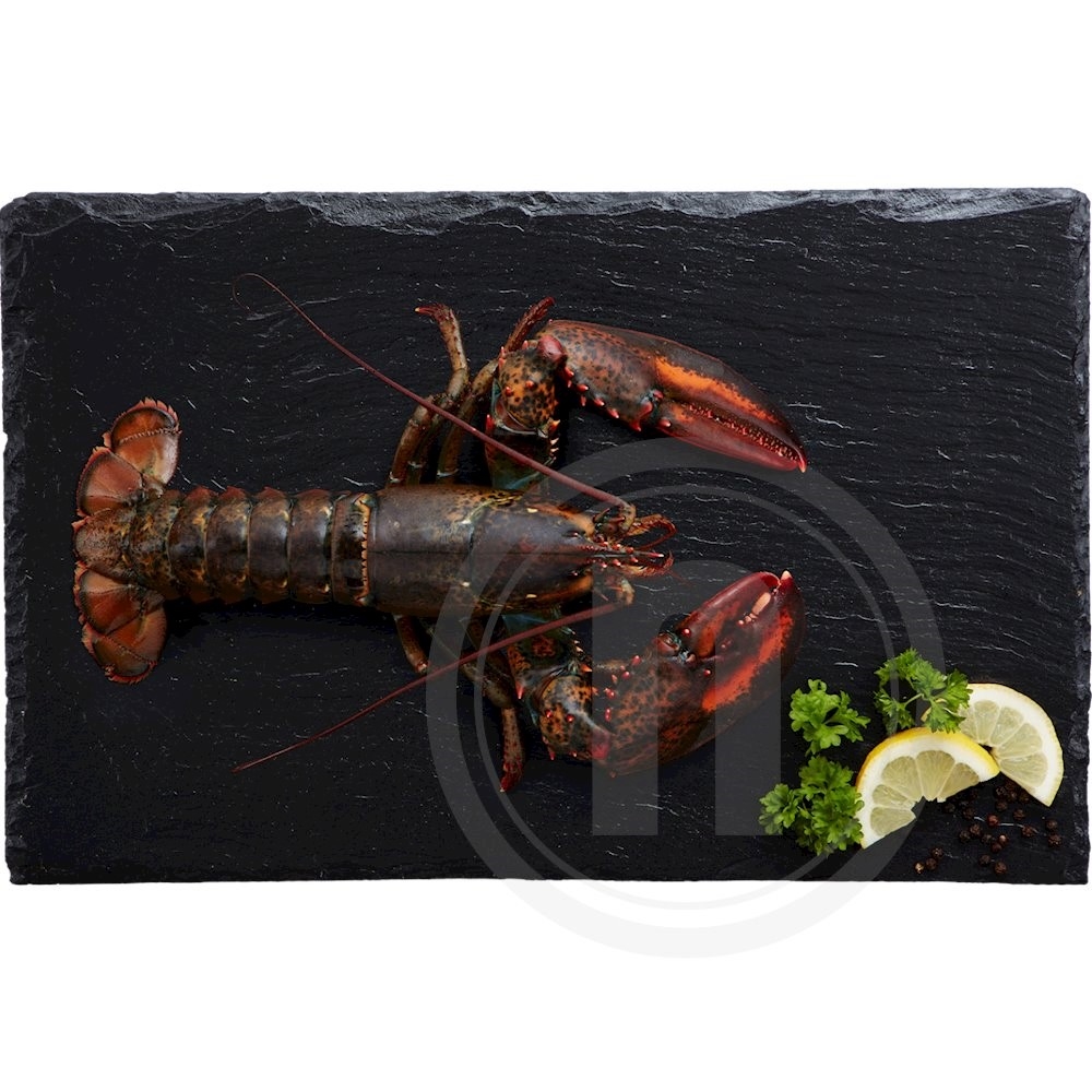 Canadisk hummer (levende) fra Poseidon Seafood – Leveret med nemlig.com