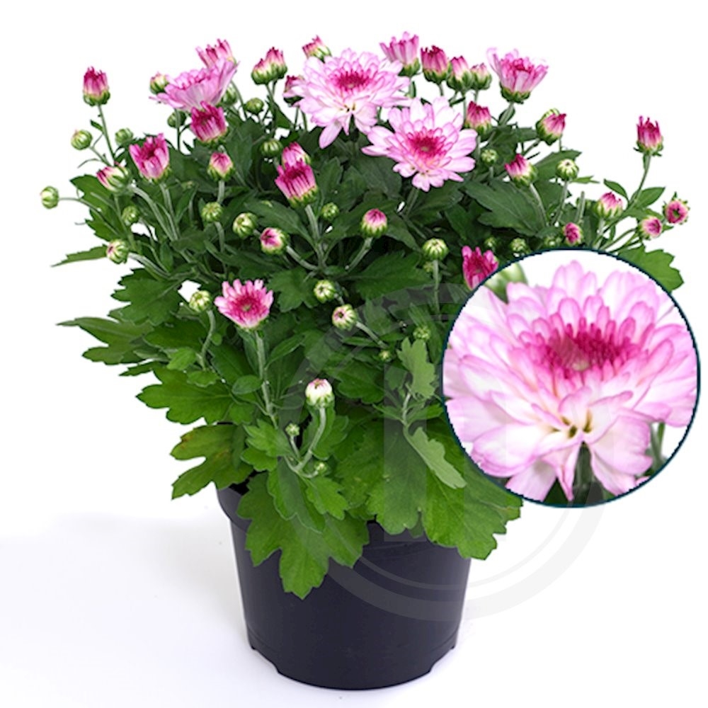 Chrysanthemum "Flair Pink" fra byGrowers – Leveret med nemlig.com