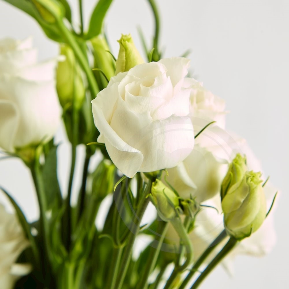 Eustoma bdt. hvid – Leveret med nemlig.com