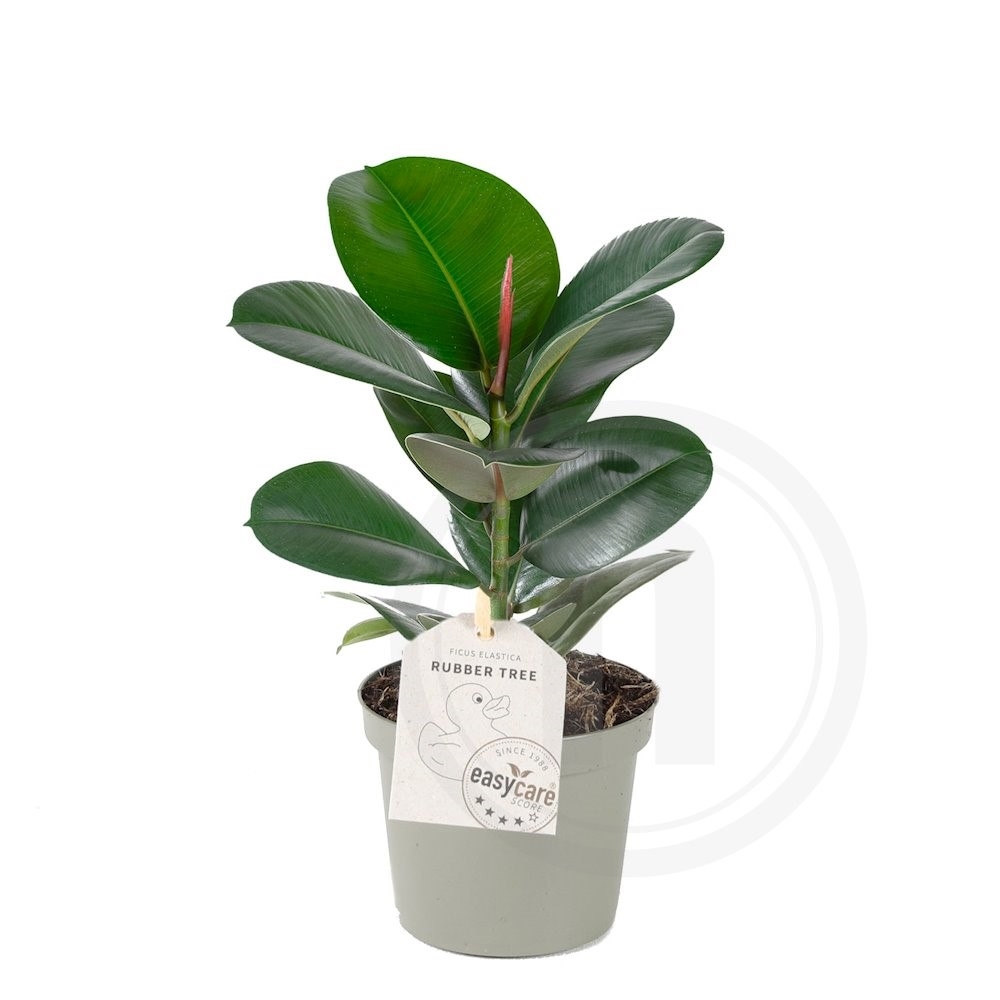 Ficus elastica - Sofia fra EasyCare® by Feldborg growers – Leveret med ...