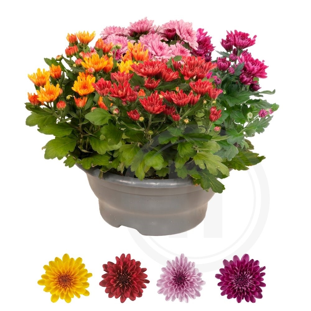 Have chrys. "Autumn Melange" – Leveret med nemlig.com