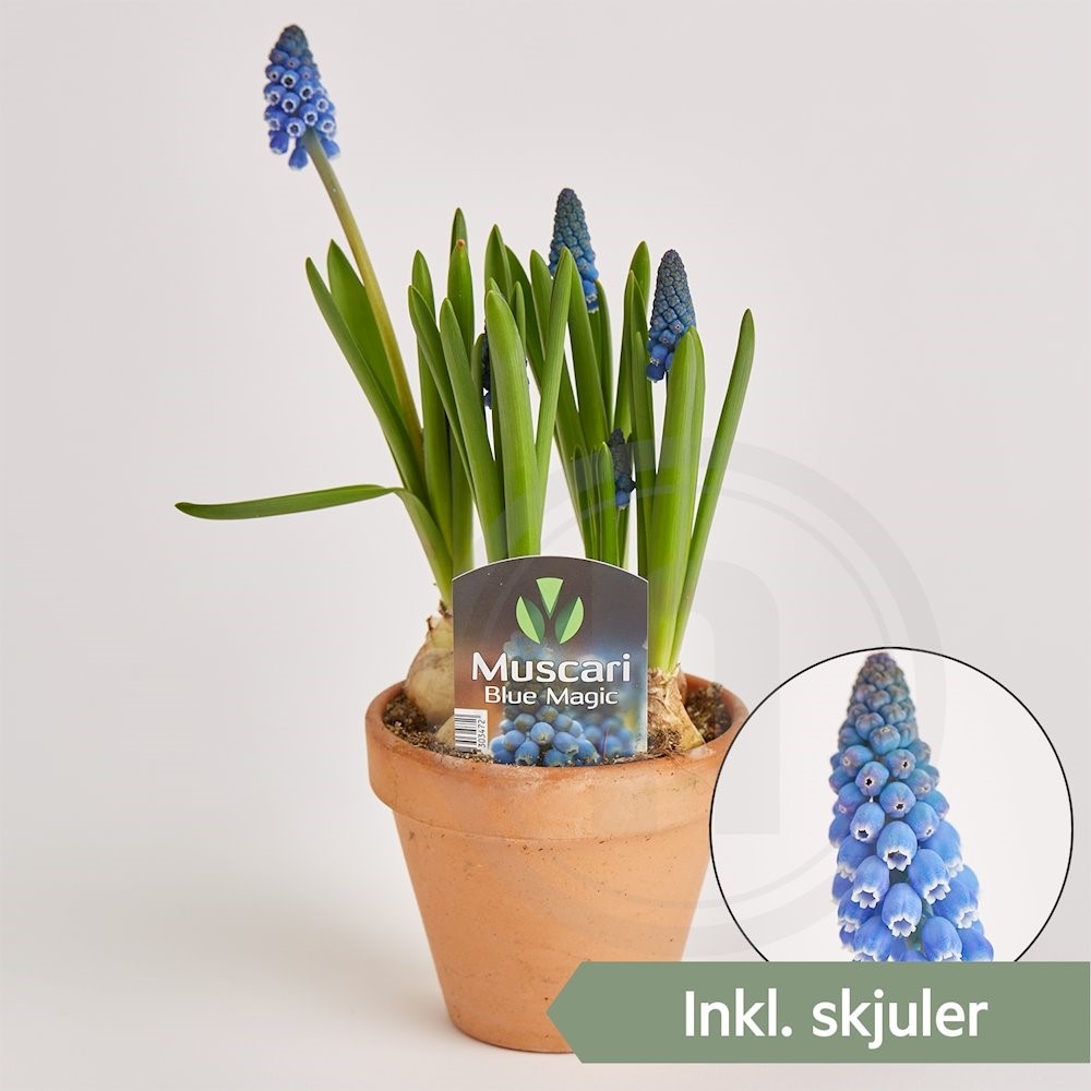 Muscari i lerpotte fra Gartneriet Pedersen hos Nemlig | Goma