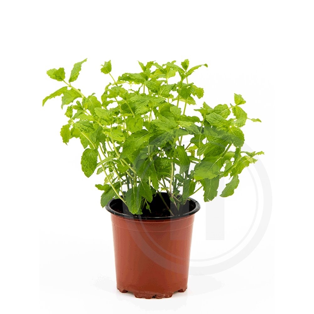 Mynte Marokkansk øko. fra Rosborg – Leveret med nemlig.com