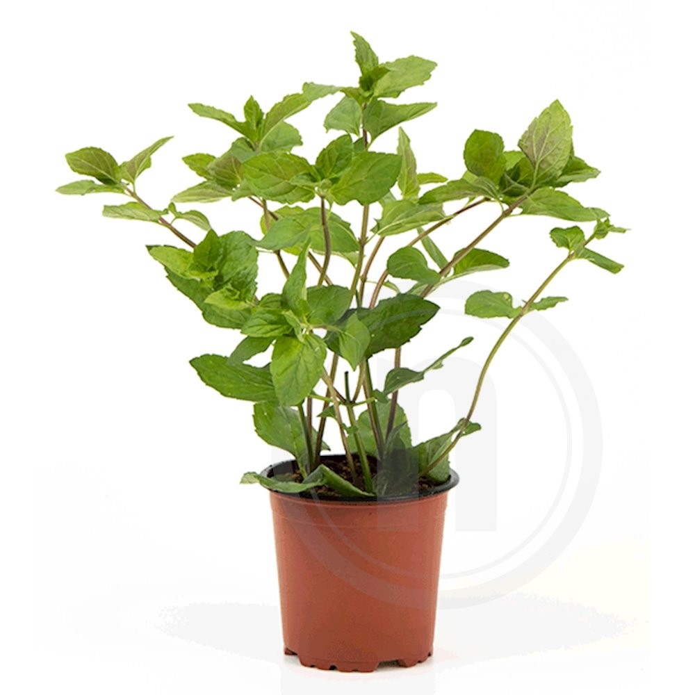 Mynte Svejtsisk øko. fra Rosborg – Leveret med nemlig.com