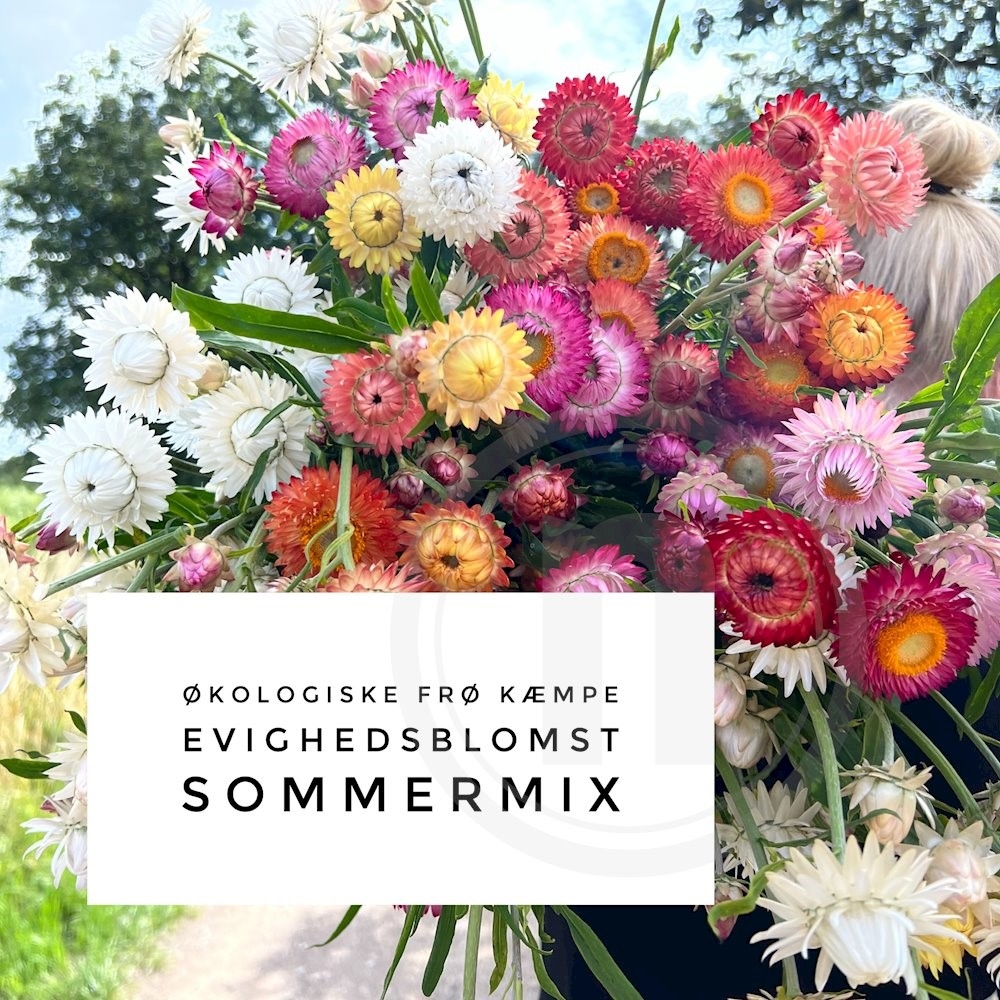 Økofrø Helichrysum Sommermix fra Brede Havekiosk – Leveret med nemlig.com