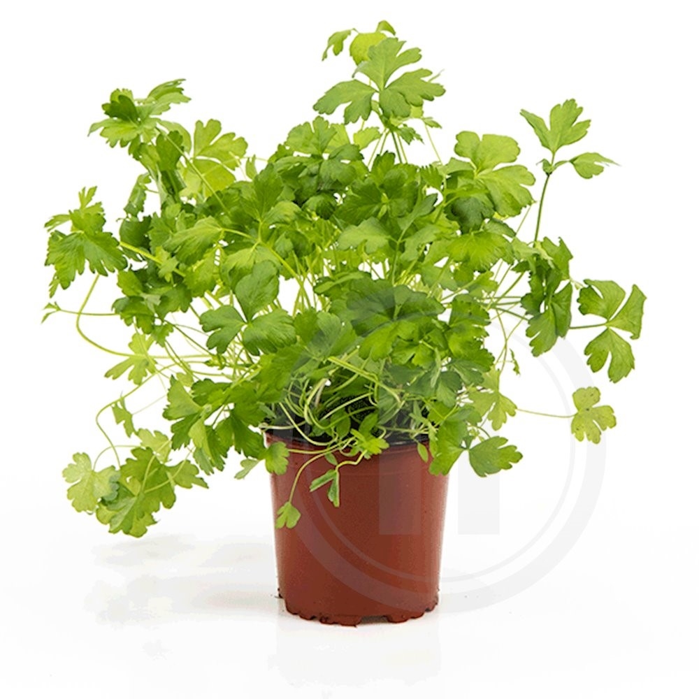 Persille bredbladet øko. fra Rosborg – Leveret med nemlig.com