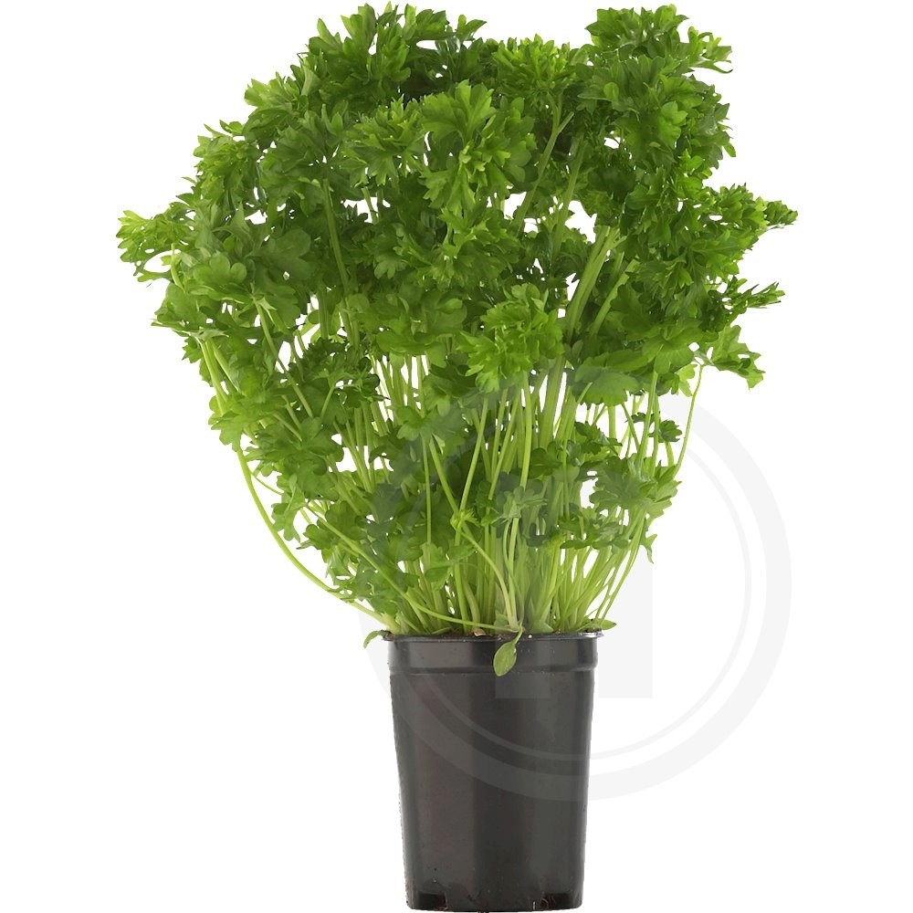 Persille krus fra Rosborg – Leveret med nemlig.com