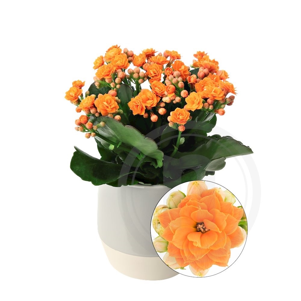 Queen® Kalanchoe orange fra Queen® – Leveret med nemlig.com