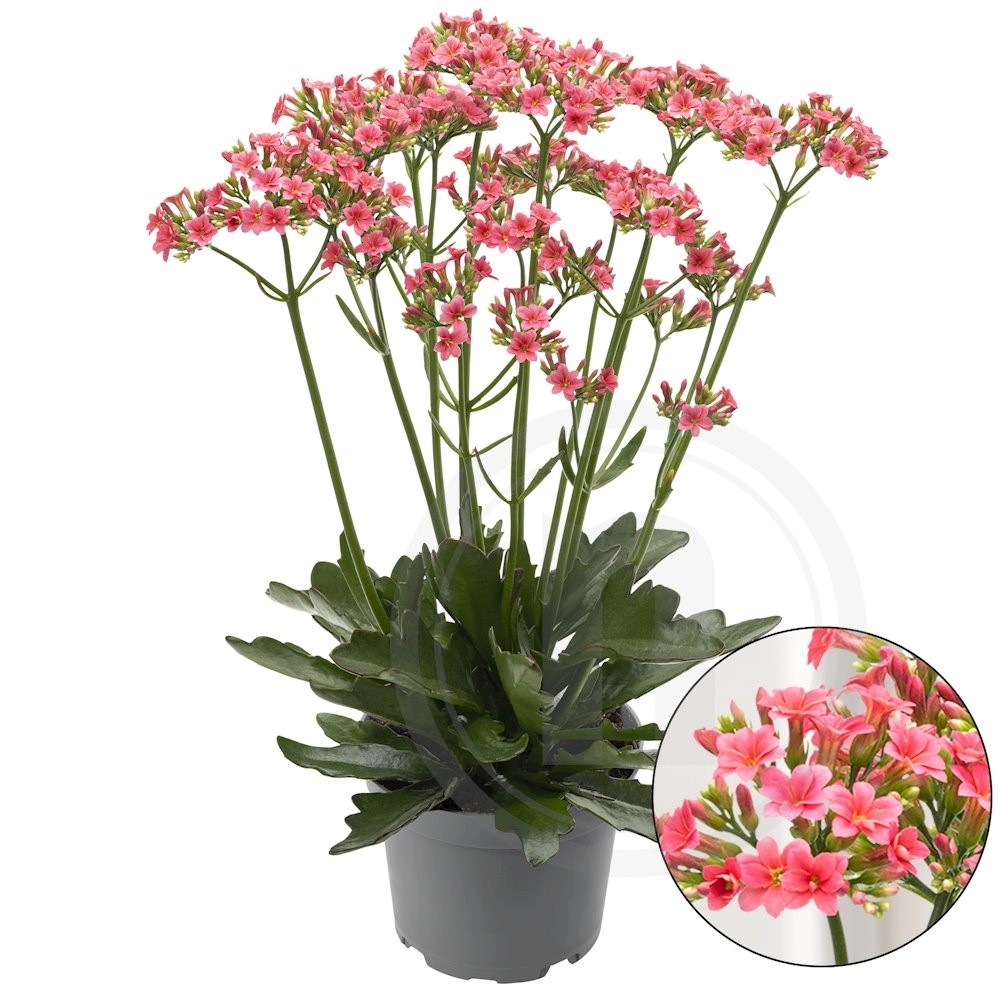 Queen® Wildflower "LadyLike" fra Queen® – Leveret med nemlig.com