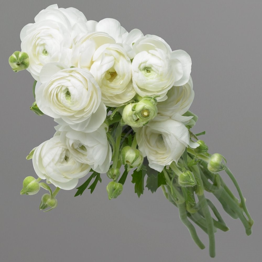 Ranunkler bdt. hvid – Leveret med nemlig.com