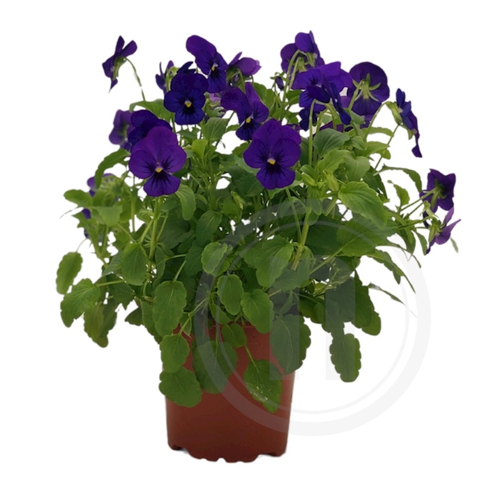 Viol blå m/øje øko. fra Rosborg – Leveret med nemlig.com